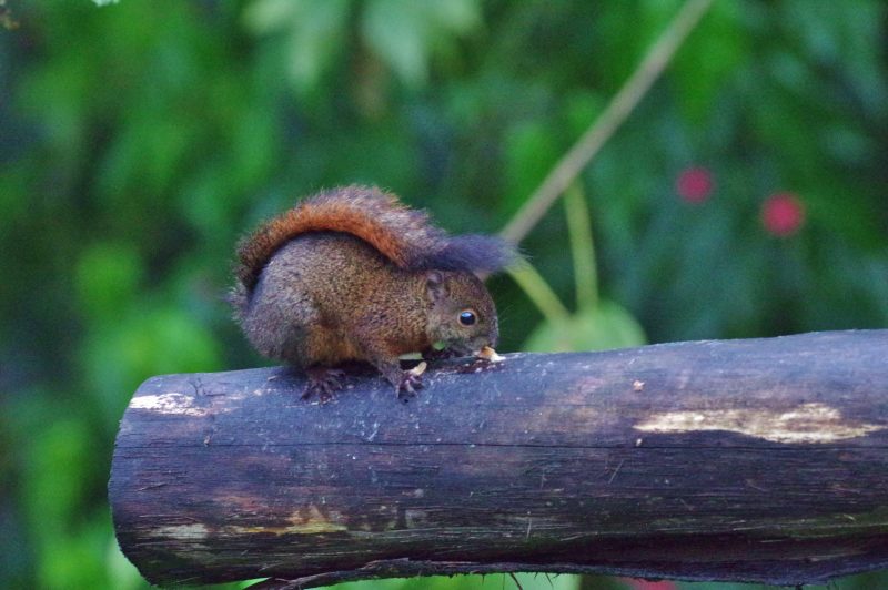 En Calarcá avistada la Ardilla Andina - Transmisora Quindío